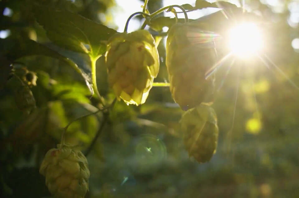 Duvel Tripel Hop Citra, Belgian IPA | Duvel